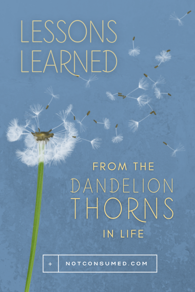 Lessons Learned From the Dandelion Thorns in Life