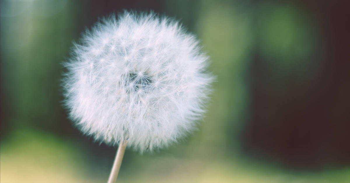Lessons learned from the dandelion thorns in life